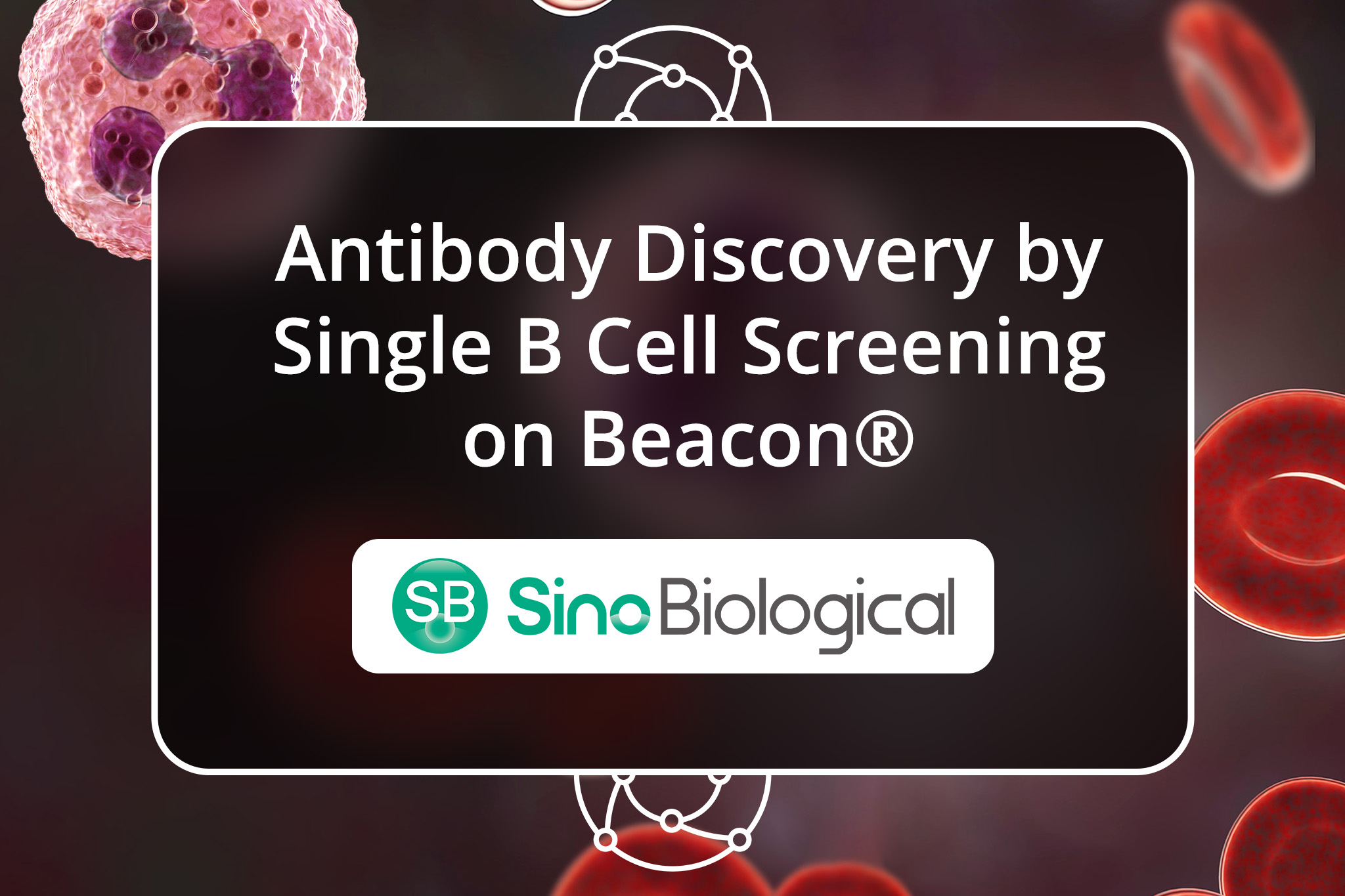 Antibody Discovery by Single B Cell Screening on Beacon®